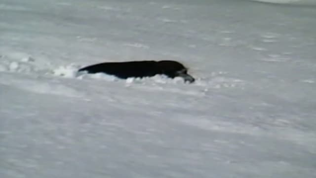 Confused Dog Gif | ppgbbe.intranet.biologia.ufrj.br