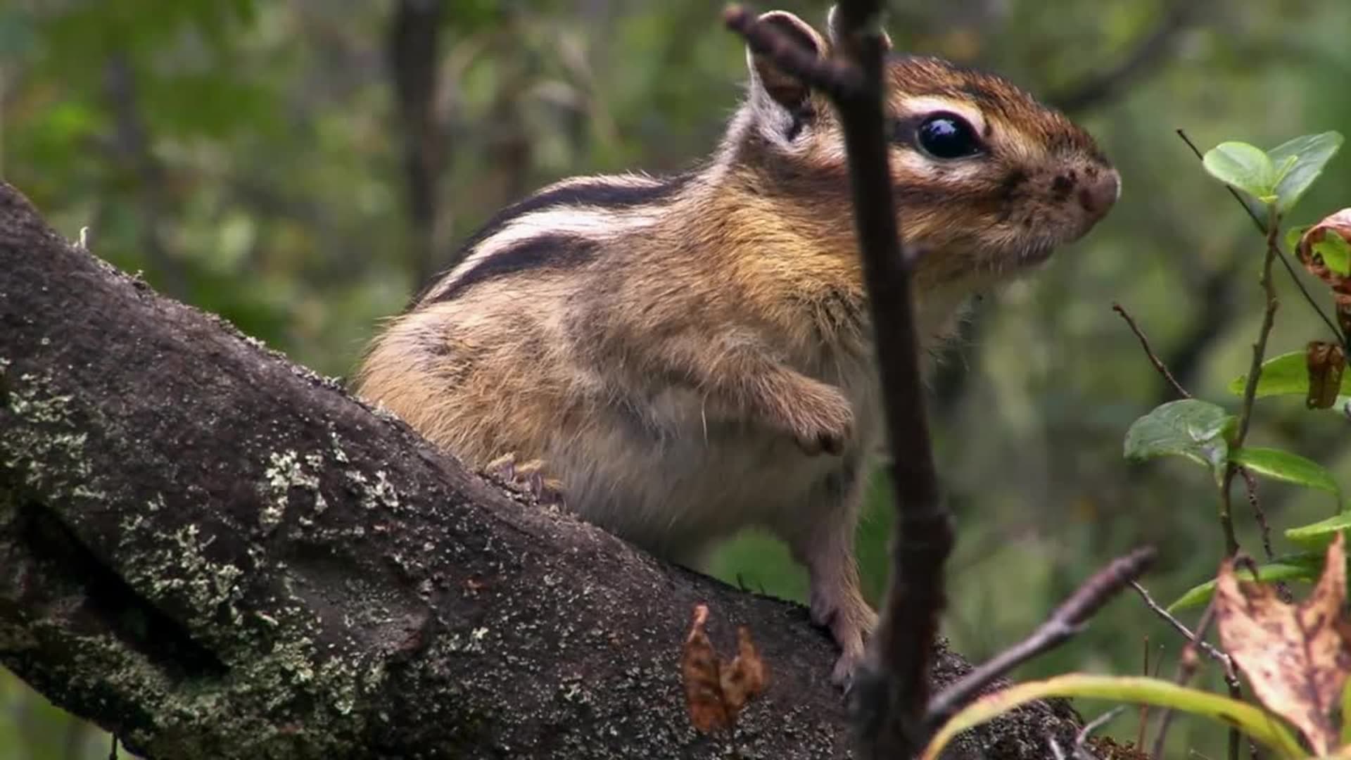 Watch Nuts About Squirrels (2021) - Free Movies | Tubi