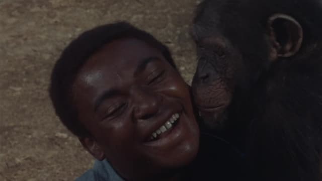 Watch Daktari S02:E01 - Return of Clarence - Free TV Shows | Tubi