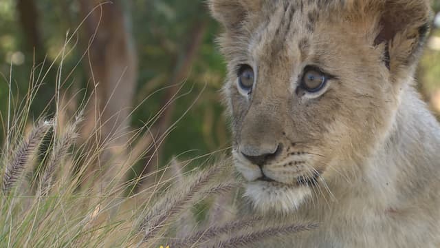 Watch Walking Wild at the San Diego Zoo - Free TV Shows | Tubi