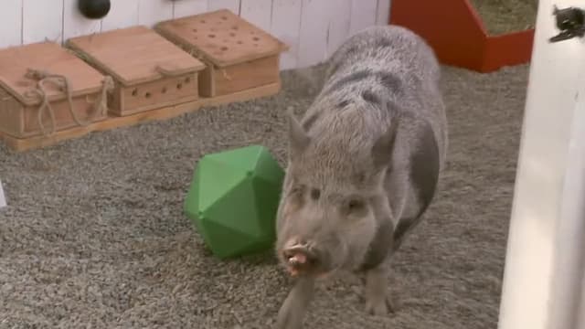Watch Animal Cribs S02:E07 - Pot-Bellied Pig Palace - Free TV Shows | Tubi