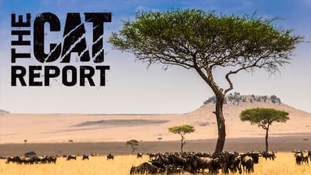 Watch The Cat Report - Free TV Shows | Tubi