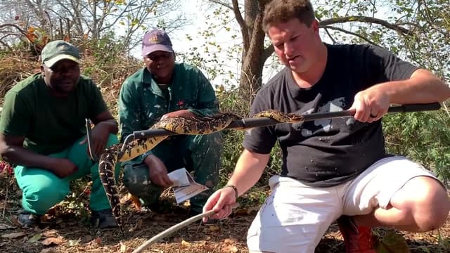 Watch Dingo Untamed S01:E17 - Puff Adder Moved From - Free TV Shows | Tubi