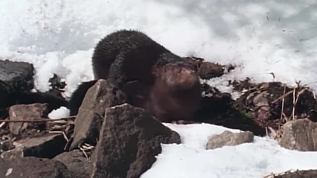 Watch Wild America S07:E704 - Minnesota Mink - Free TV Shows | Tubi