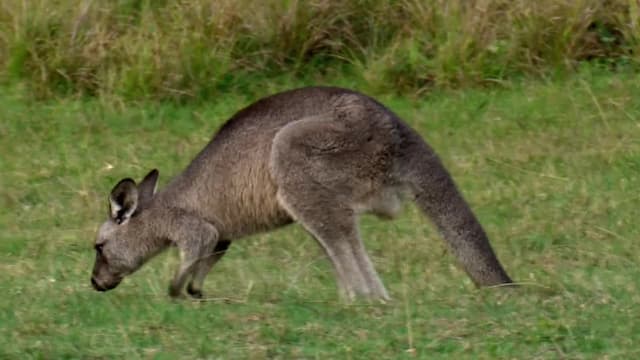 Watch Baby Animals in the Wild S01:E08 - Australian Babies Free TV | Tubi