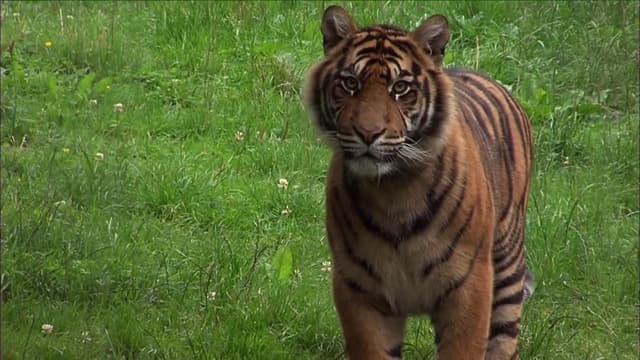 Watch The Zoo Season 2 - Free TV Shows | Tubi