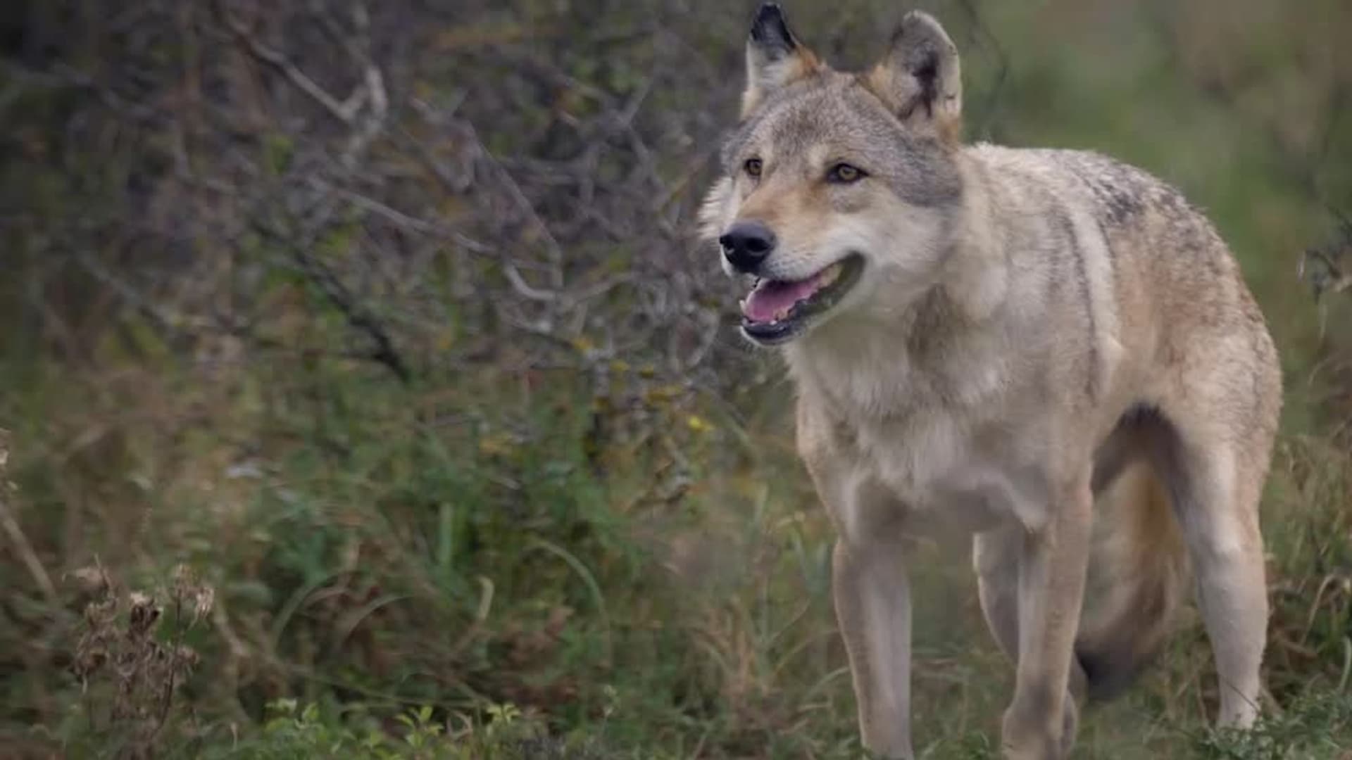 Watch A Wolf's Journey (2019) - Free Movies | Tubi