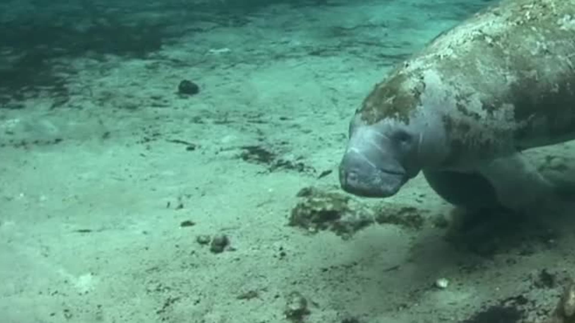 Watch Manatees on the Move (2021) - Free Movies | Tubi