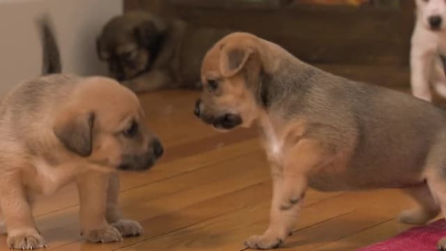 Watch Too Cute! Season 4 - Free TV Shows | Tubi