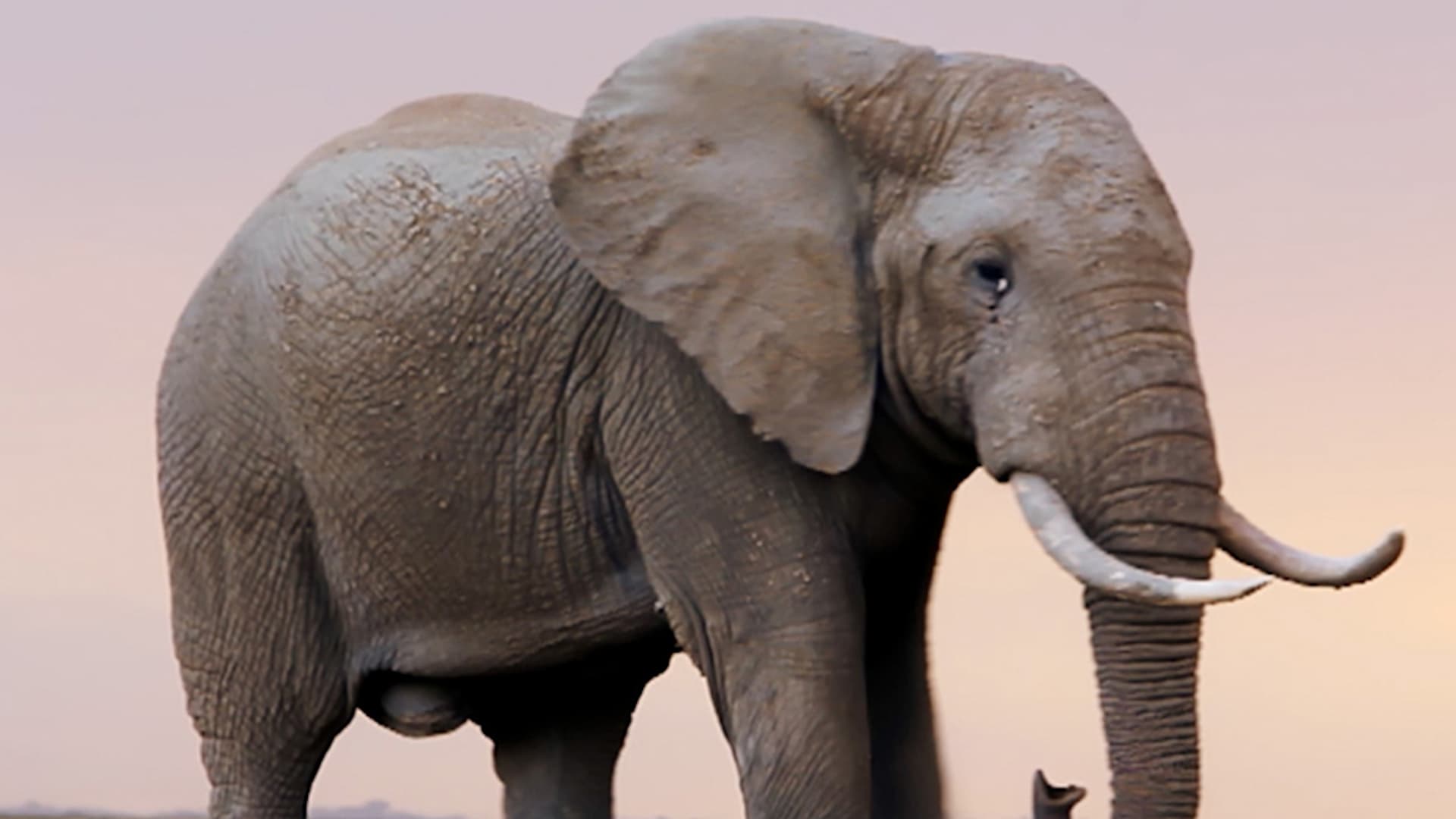 Watch The Animal Within - Free TV Shows | Tubi