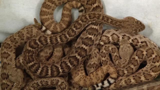 Watch Confessions: Animal Hoarding S03:E01 - Deadly - Free TV Shows | Tubi