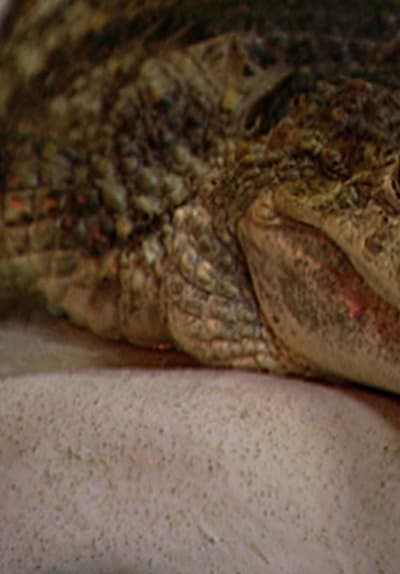 Watch Animal Miracles S01:E06 - Poudre's Catch Of The Day Free TV | Tubi