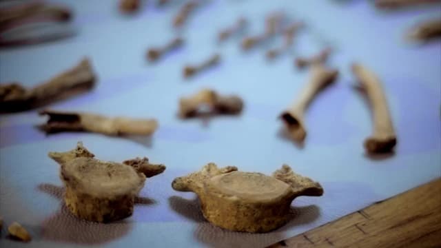 Watch History Cold Case UK Season 2 - Free TV Shows | Tubi