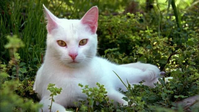 Watch My Animal Friends - Free TV Shows | Tubi