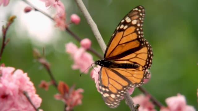 Watch My Animal Friends - Free TV Shows | Tubi