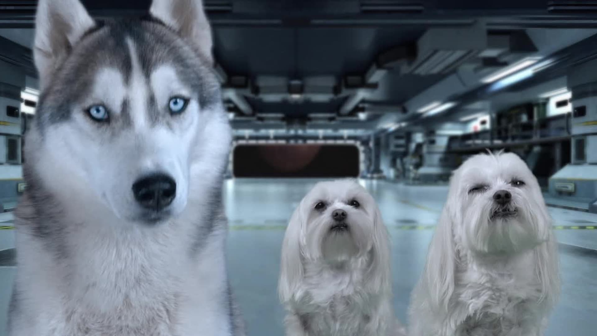 Watch Star Paws (2015) - Free Movies | Tubi