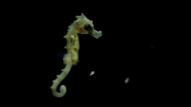 Watch My Animal Friends - Free TV Shows | Tubi