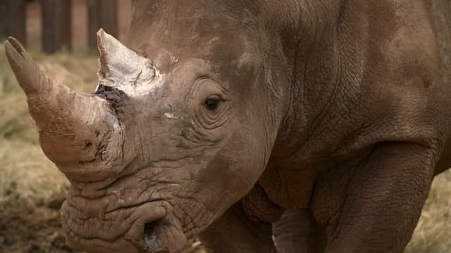 Watch How Do Animals Do That? S02:E02 - Cuddly Rhinos, Bizarre Noses ...
