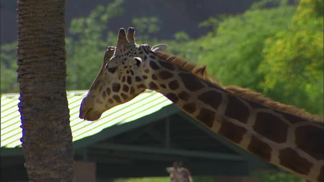 Watch Animal Atlas S04:E08 - Felids & Canids - Free TV Shows | Tubi