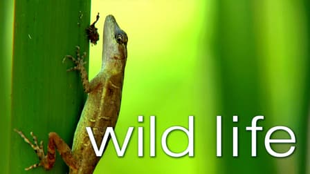 Watch Wild Life - Free TV Shows | Tubi