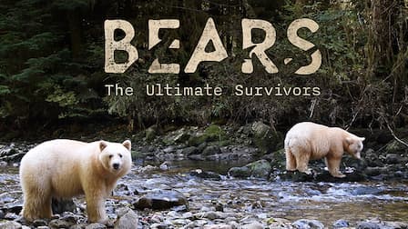 Watch Bears: The Ultimate Survivors - Free TV Shows | Tubi