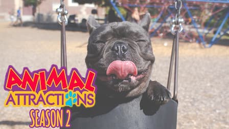 Watch Animal Attractions - Free TV Shows | Tubi