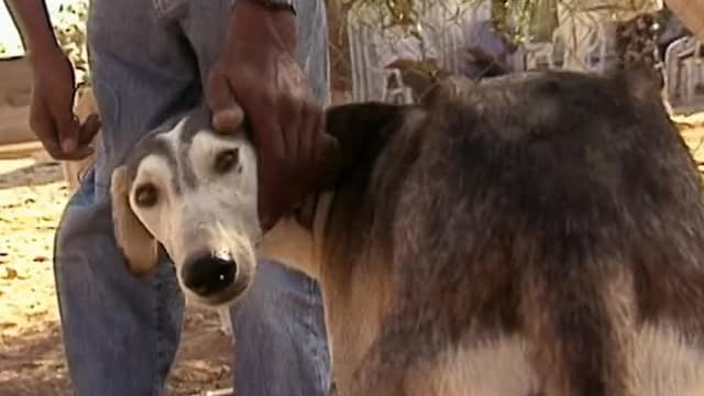 Watch Breed All About It S04:E11 - Saluki - Free TV Shows | Tubi