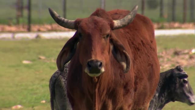 Watch Animal Atlas S04:E01 - 30 MPH Free TV | Tubi