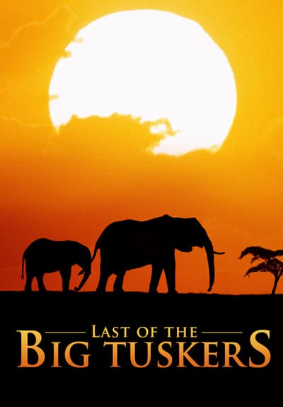 Watch Last of the Big Tuskers (2018) - Free Movies | Tubi
