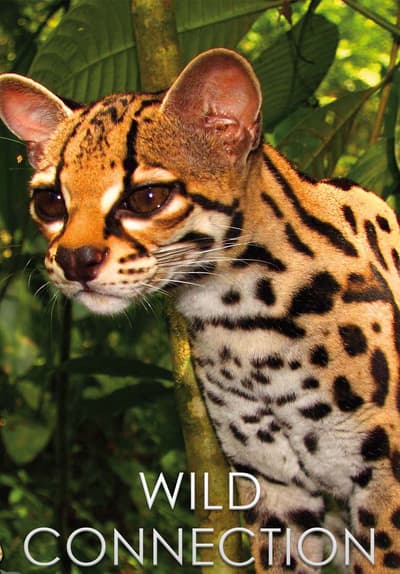 Watch Wild Connection - Free TV Series | Tubi