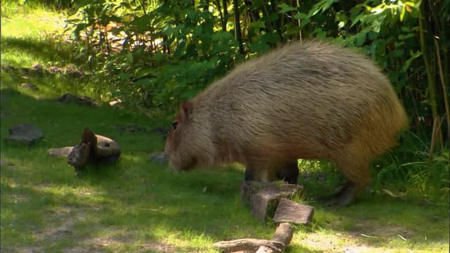 Watch Animal Atlas Season 4 - Free TV Shows | Tubi