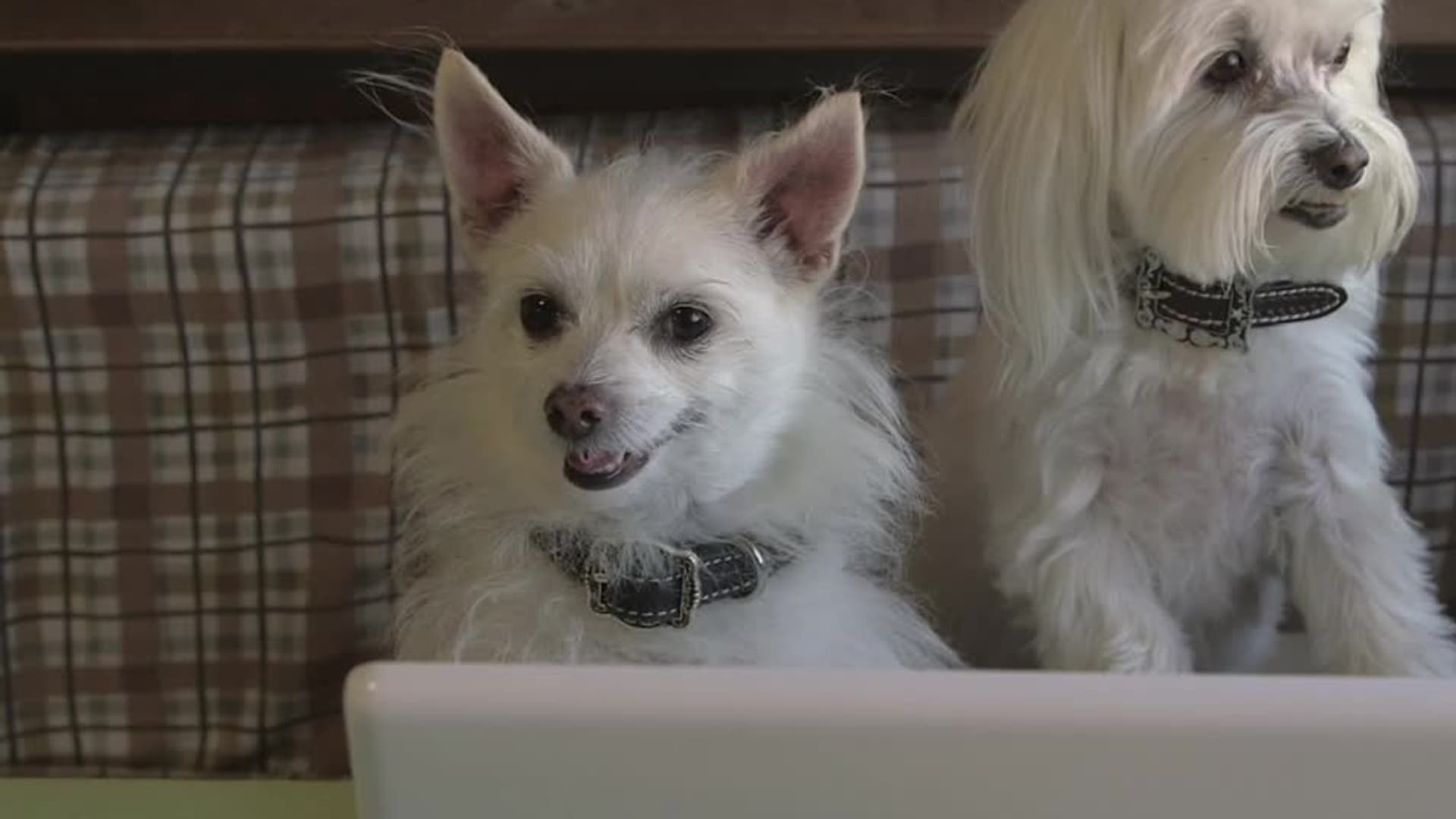 Watch Puppy-Pedia the Dog Encyclopedia: Labradors (202 - Free Movies | Tubi