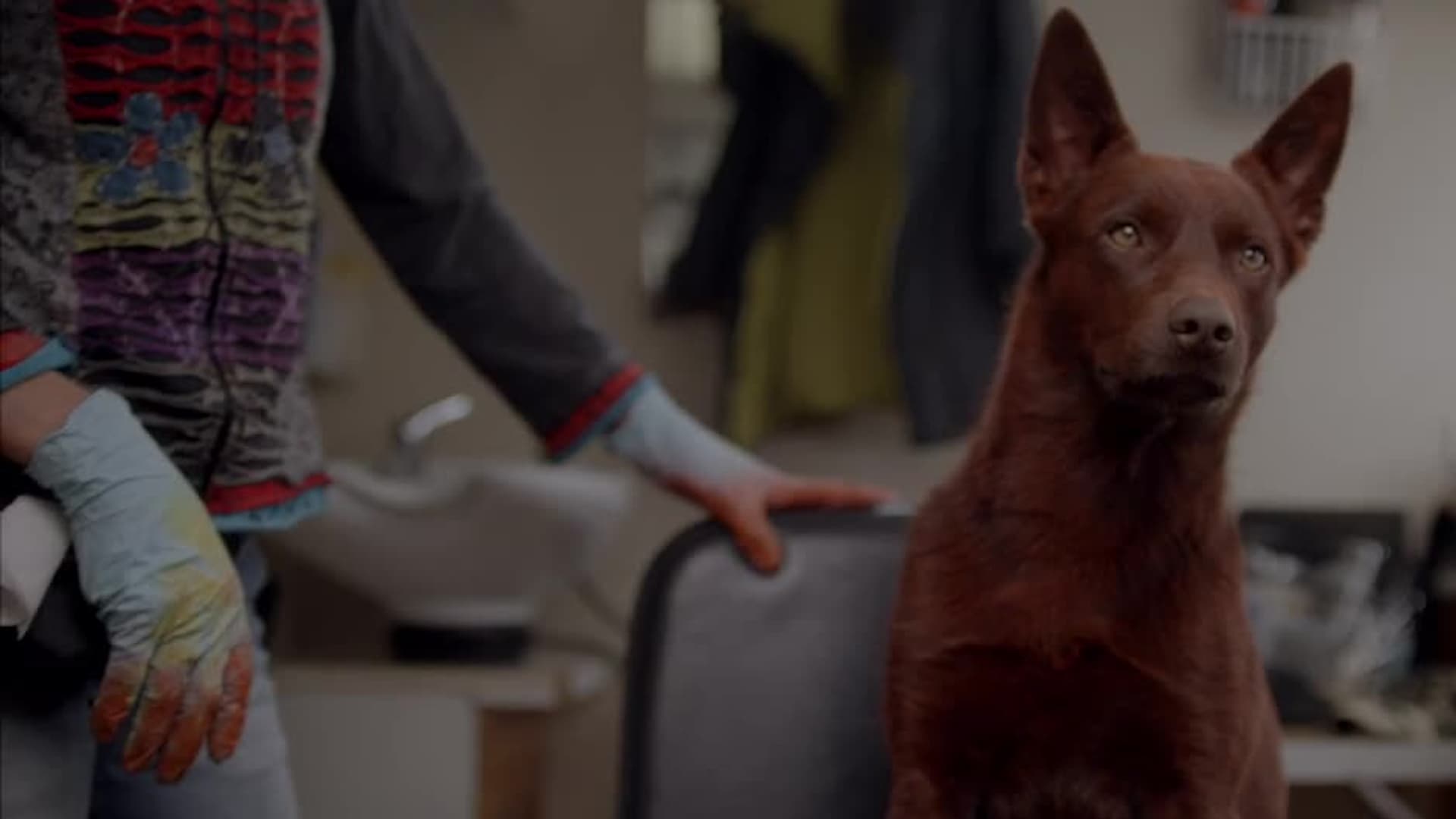 Watch Koko: A Red Dog Story (2019) - Free Movies | Tubi