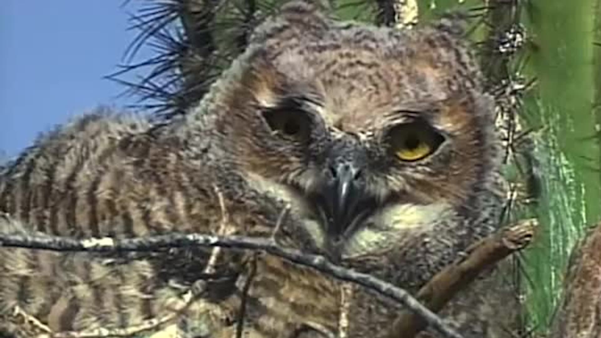 Watch Wild America Specials: Wacky Babies (2000) - Free Movies | Tubi