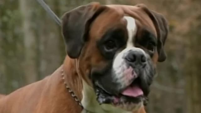 Watch Breed All About It S02:E13 - Boxer - Free TV Shows | Tubi