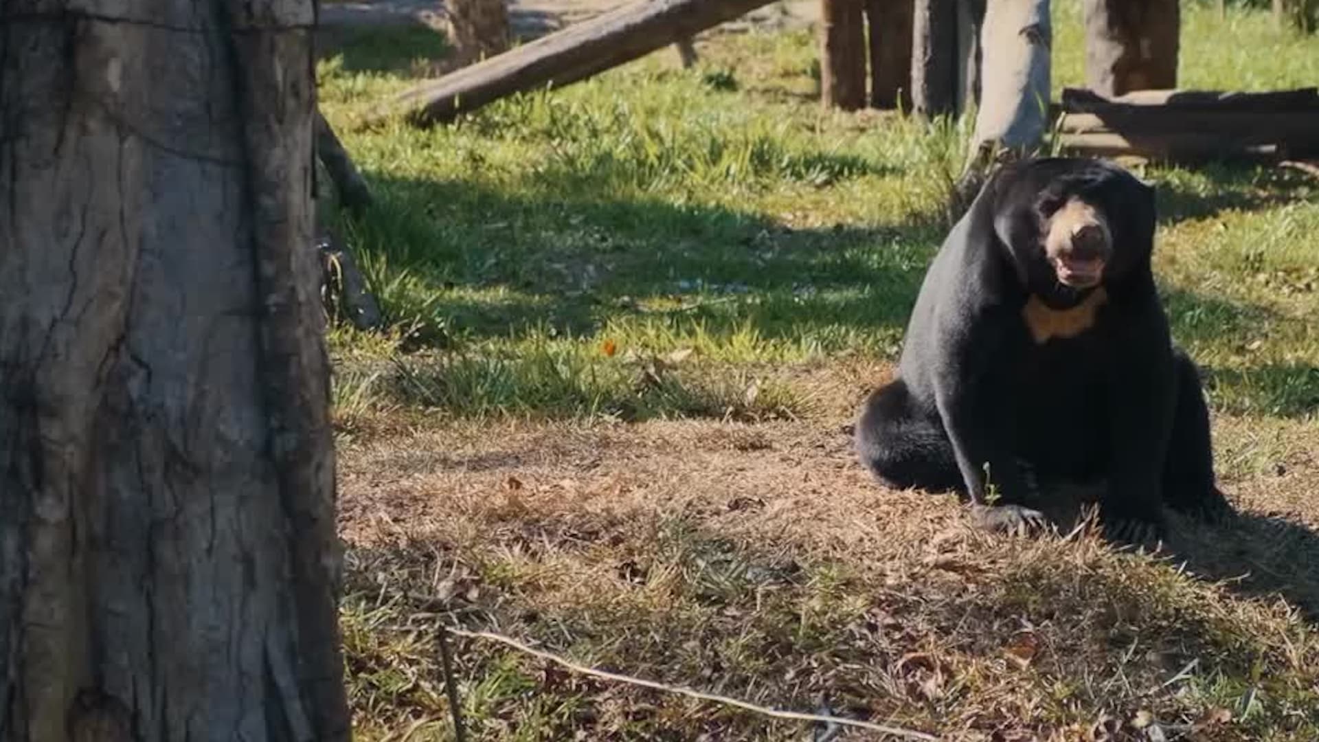 Watch Archie and Zooey’s Cool Facts: Top 5 Bears (2023 - Free Movies | Tubi