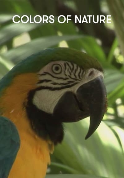 Watch Colors of Nature (2016) Full Movie Free Online Streaming | Tubi