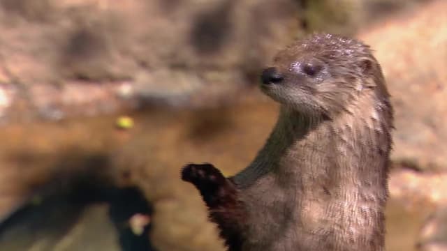 Watch Animal Atlas Season 4 - Free TV Shows | Tubi