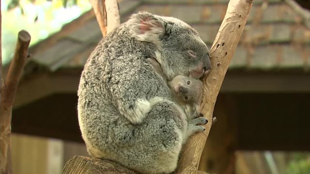 Watch Walking Wild at the San Diego Zoo S01:E06 - Ep - Free TV Shows | Tubi