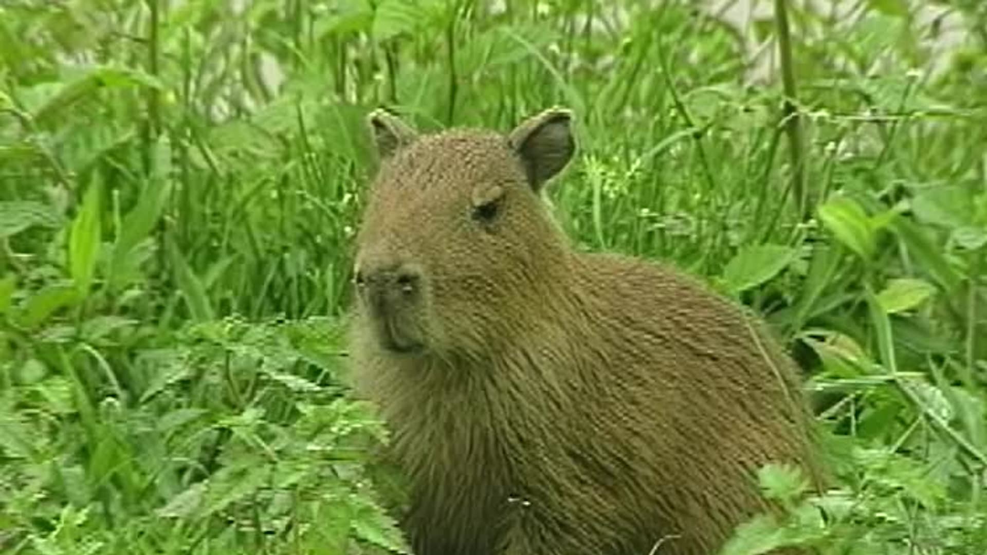 Watch The Giant Capybara Trailer (1995) - Free Movies | Tubi