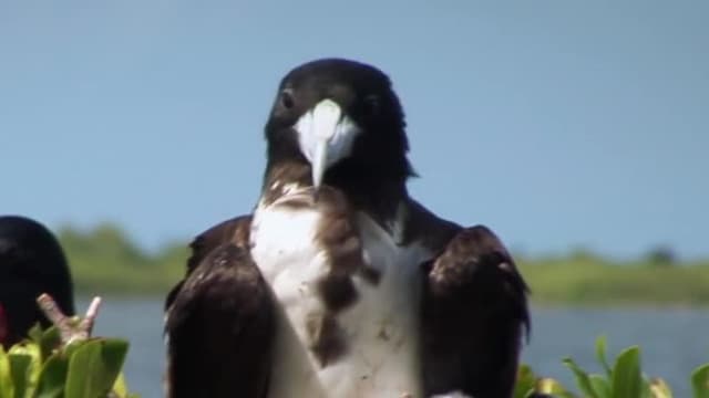 Watch Miracles of Nature S02:E13 - Earth Special - Free TV Shows | Tubi